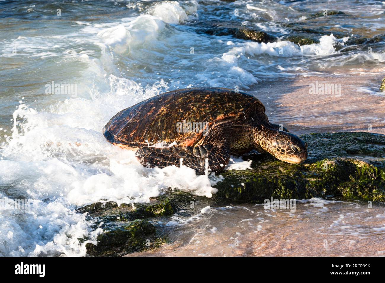 Green sea turtle surfing a wave to reach the beach Stock Photo - Alamy