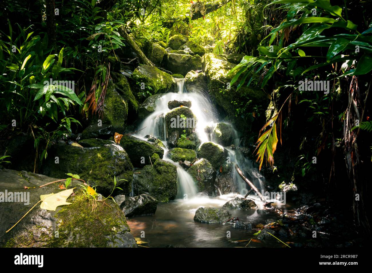 Small waterfall on a stream surrounded by jungle vegetation Stock Photo ...