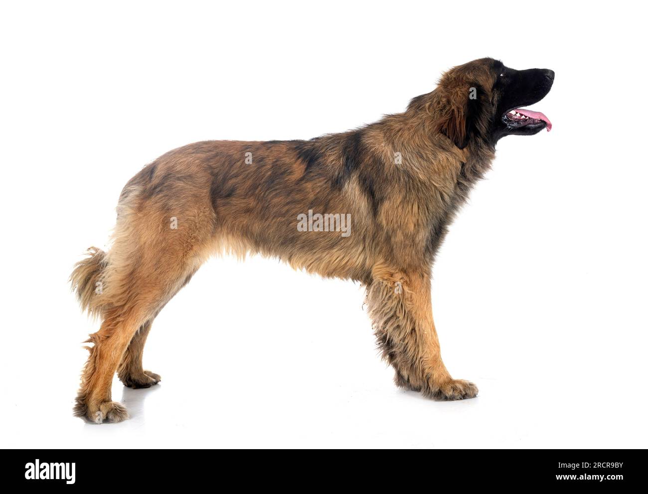 Female leonberger hi-res stock photography and images - Alamy