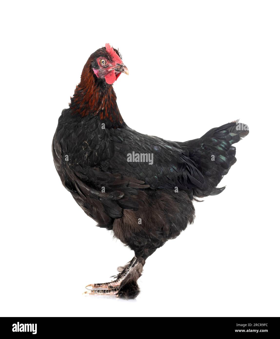 marans chicken in front of white background Stock Photo - Alamy