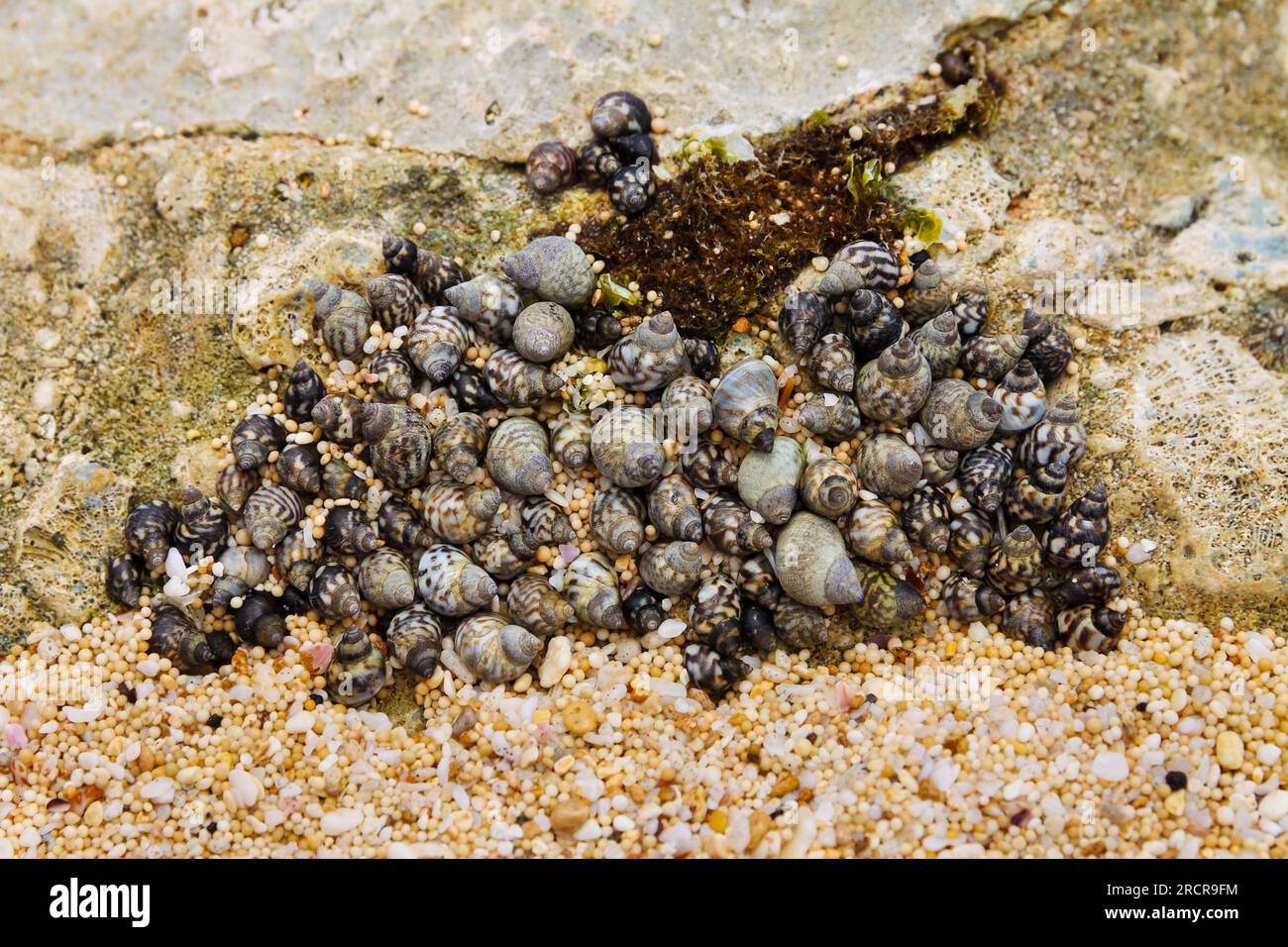 Indonesia beach shells hi-res stock photography and images - Alamy