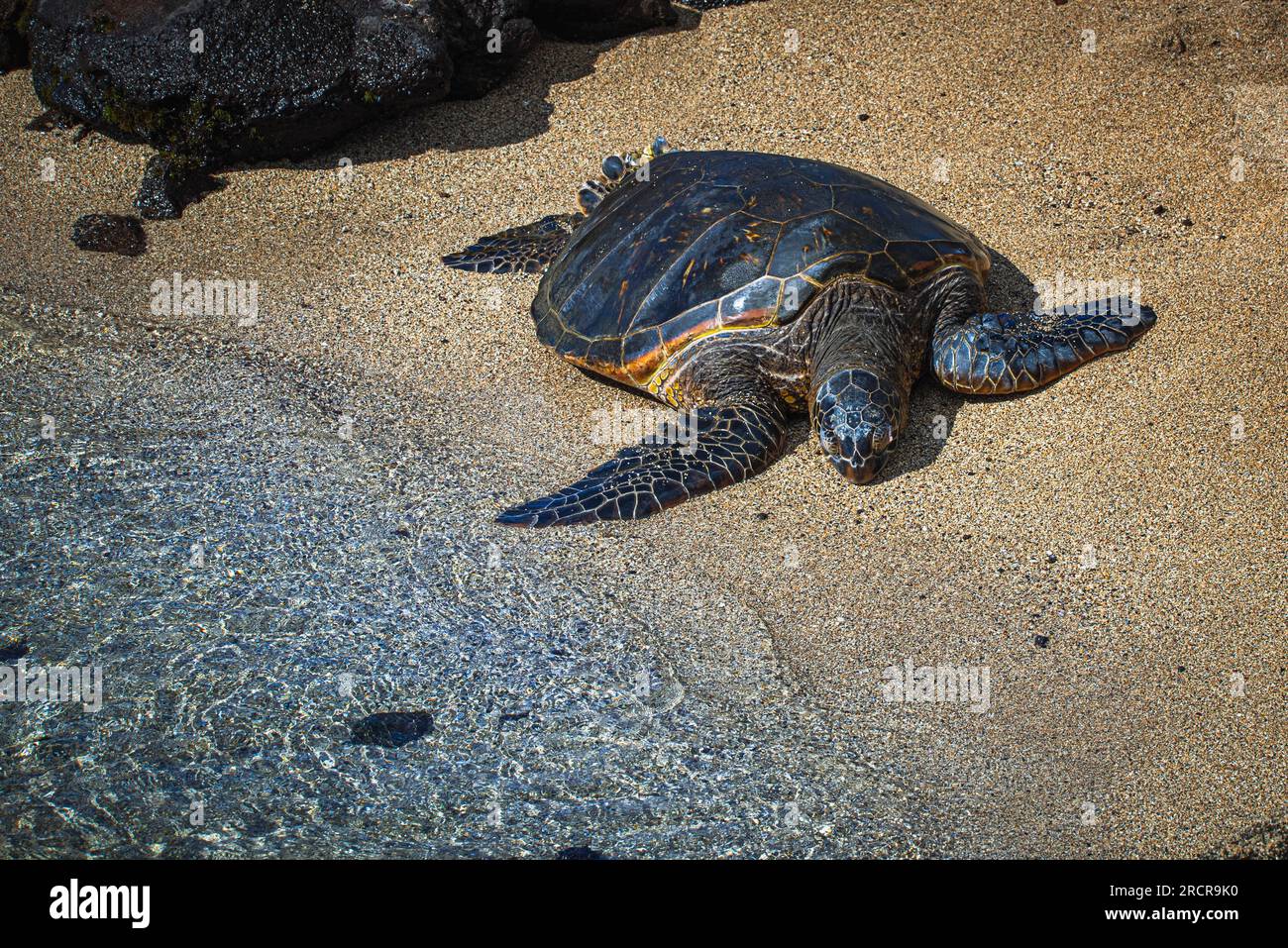 Honu or green sea turtle resting on a sand beach Stock Photo - Alamy