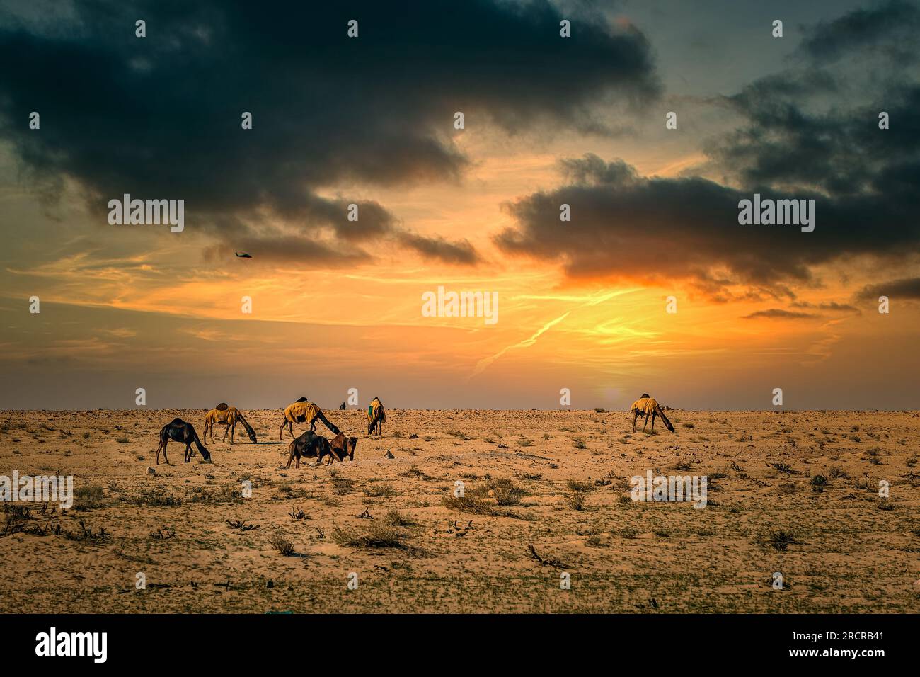 Saudi arabia sarar desert hi-res stock photography and images - Alamy