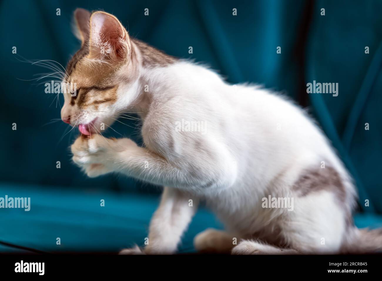 Very cute tabby kitten resting Stock Photo - Alamy