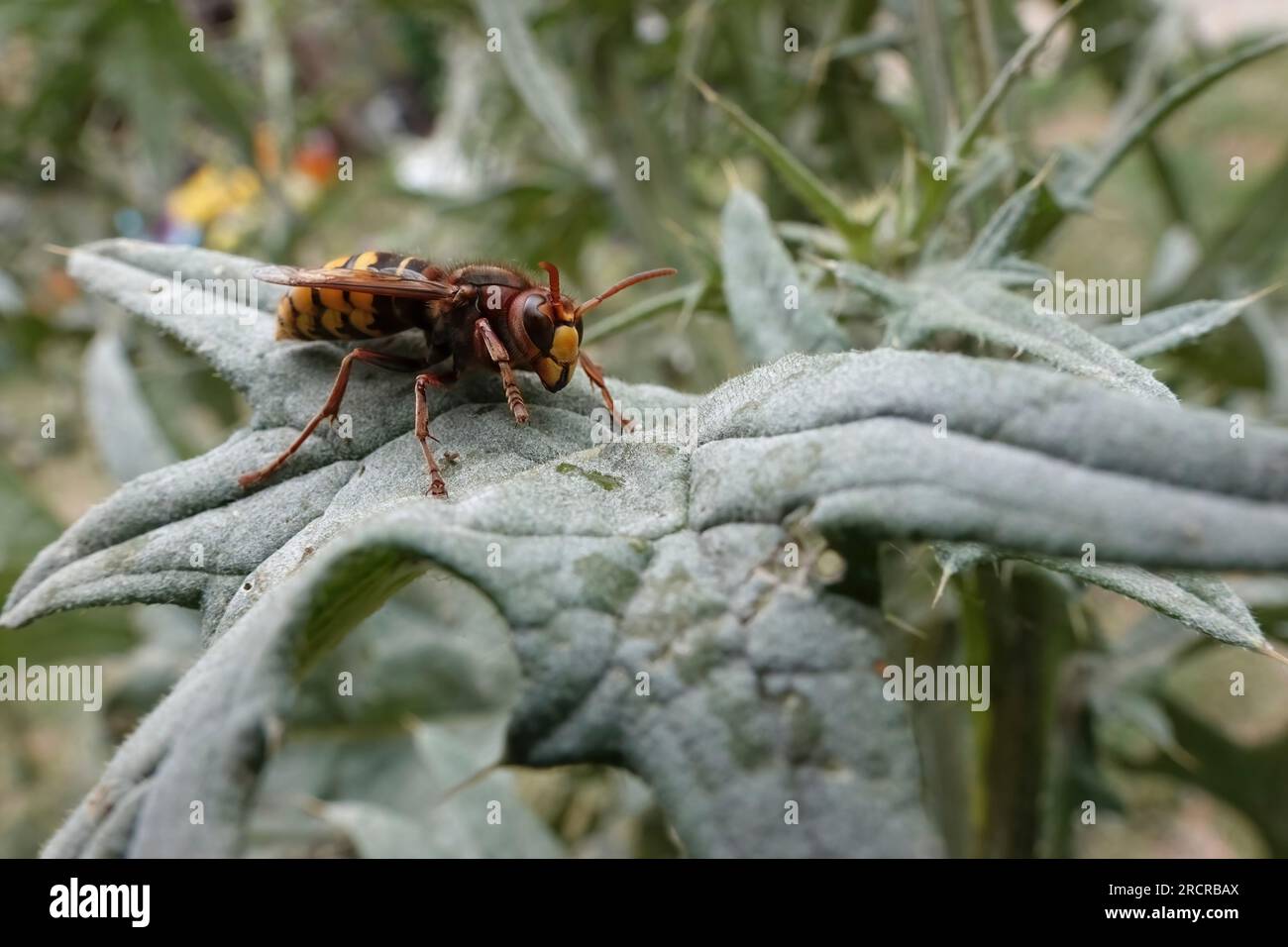 Natural closeup on a colorful eusocial European hornet wasp, Vespa ...