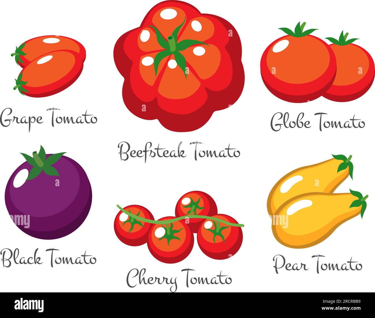 Tomato varieties isolated Stock Vector Image & Art - Alamy