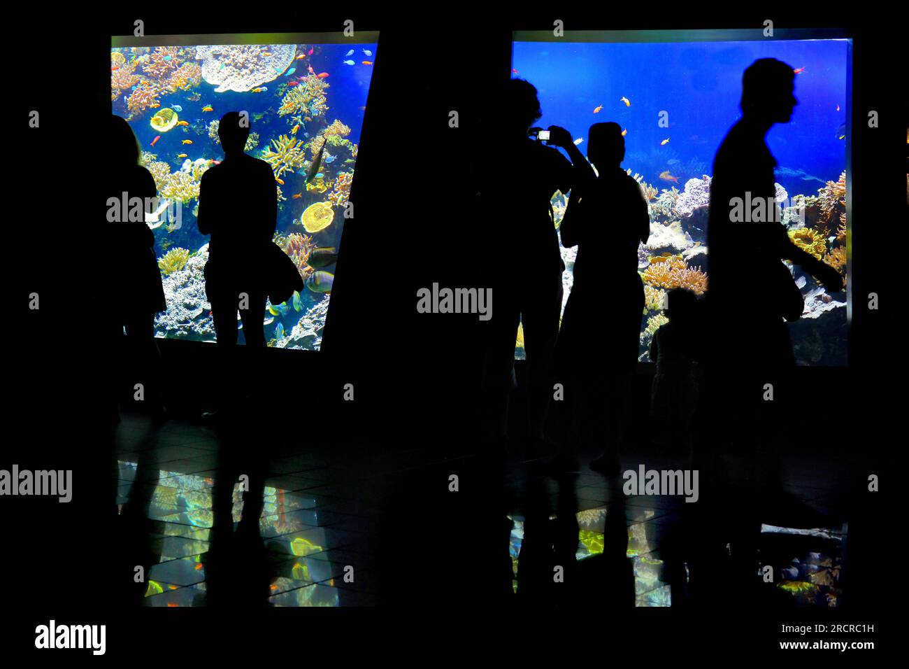 Aquarium, section of "Tropical Seas", Oceanographic Museum ...