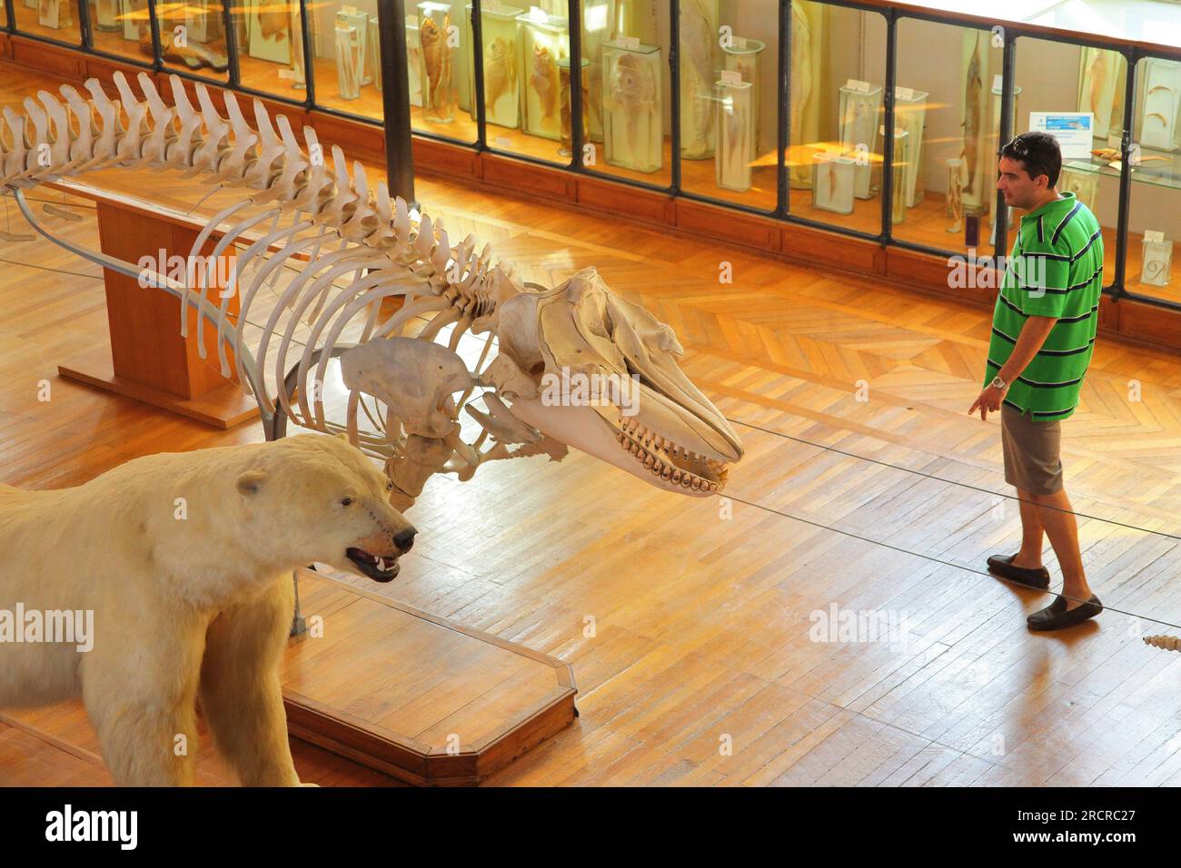 Applied Oceanography Room, renamed the Whale Room ,Oceanographic Museum ...