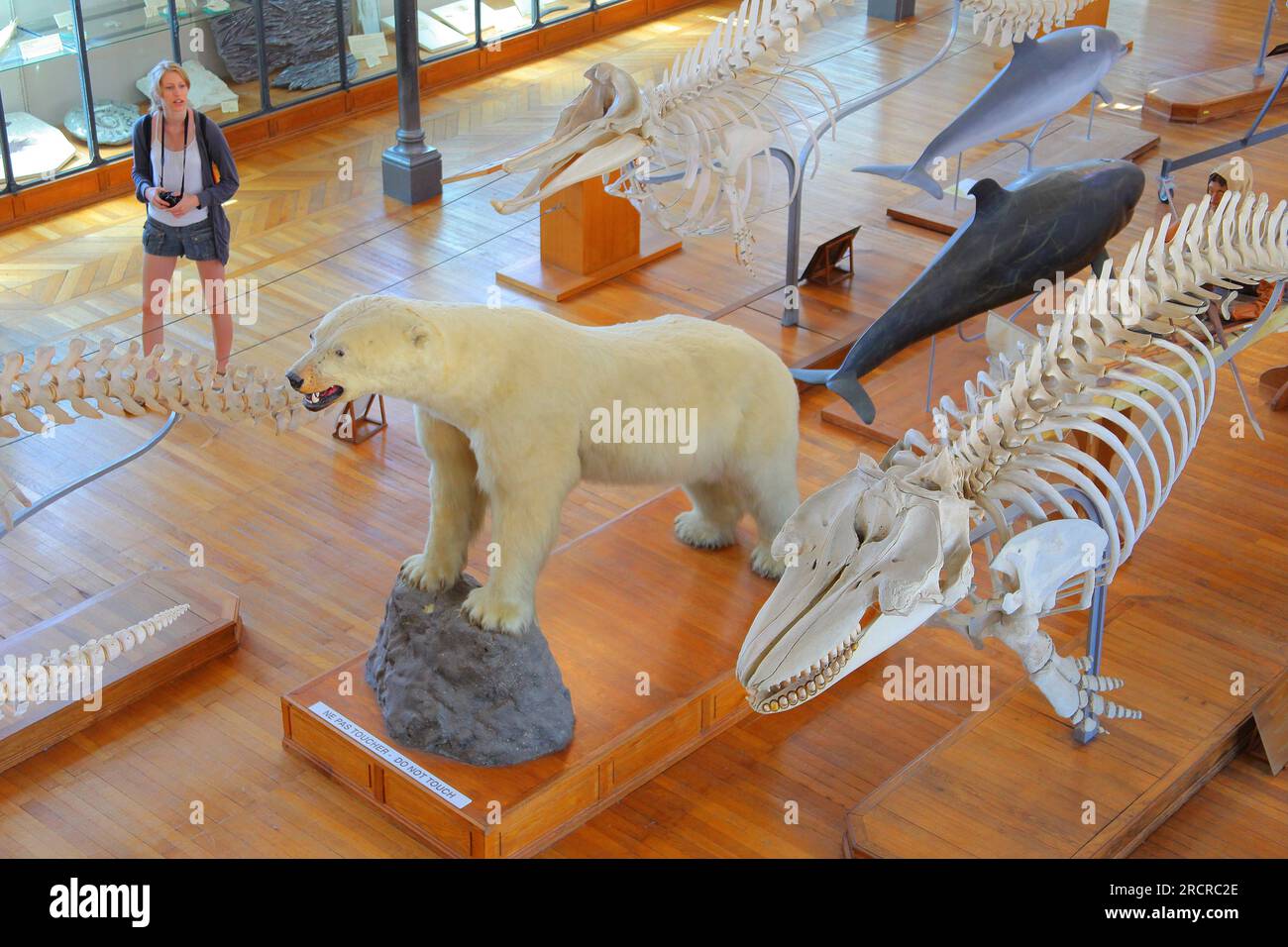 Applied Oceanography Room, renamed the Whale Room ,Oceanographic Museum ...