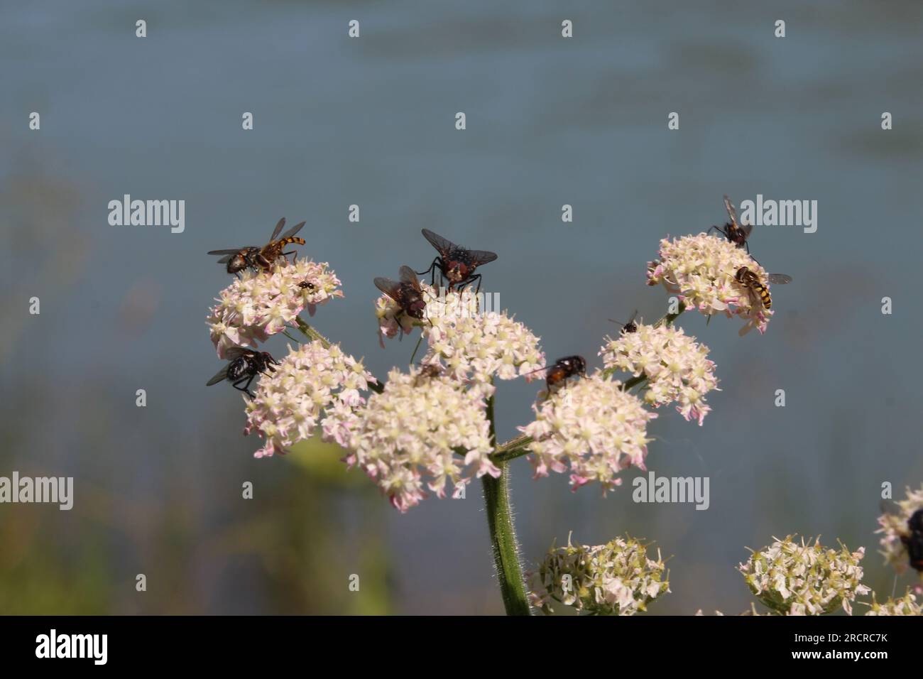Swiss insects hi-res stock photography and images - Alamy