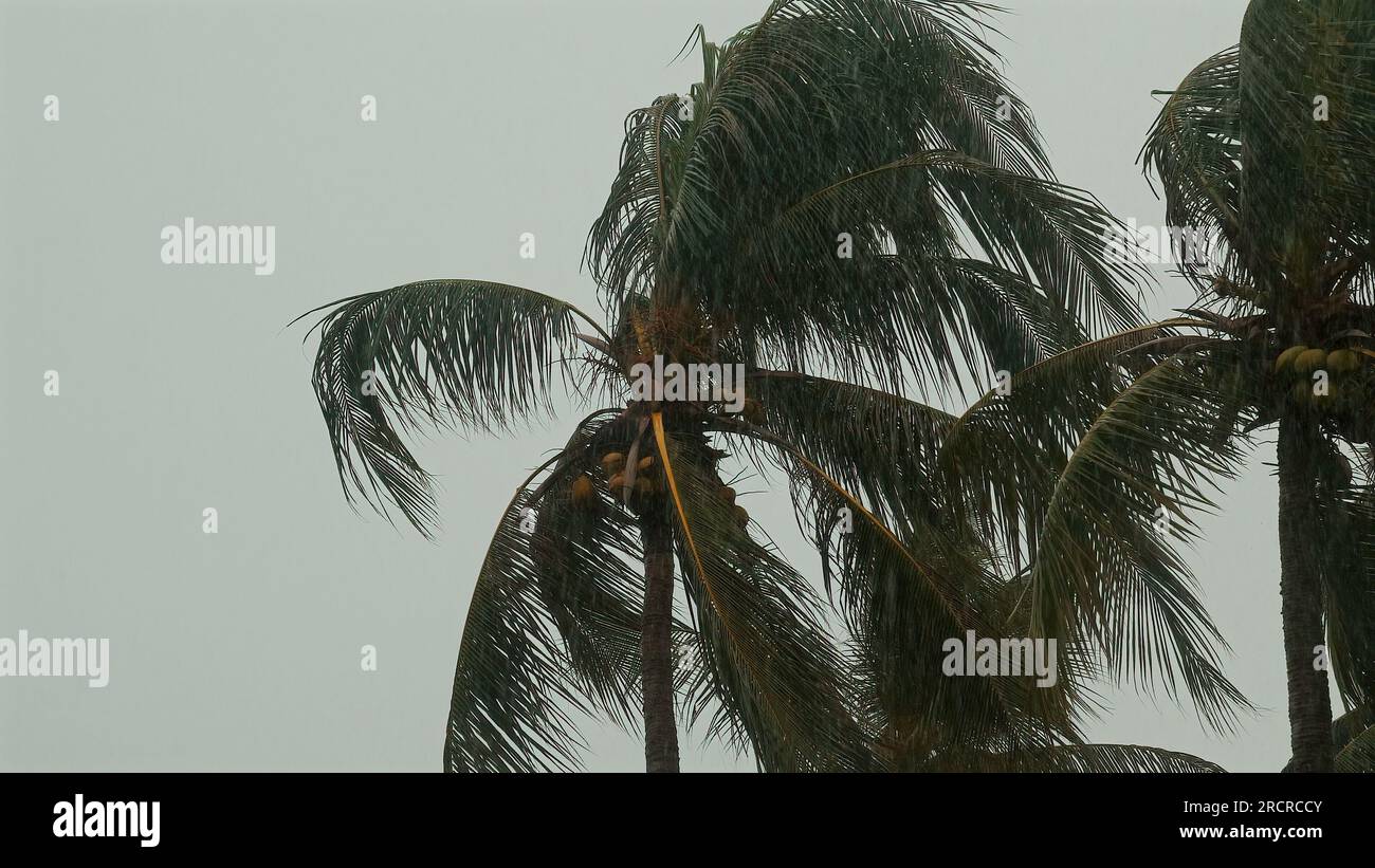 Palm trees sway in the wind as rain pours down in the tropical monsoon Stock Photo - Alamy