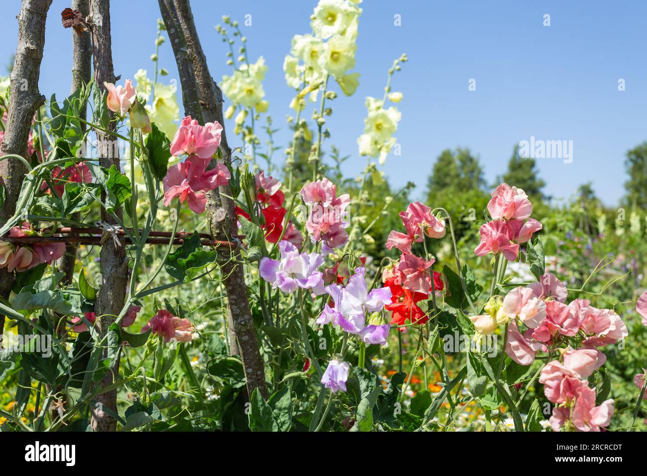 An Evocative Scent of Summer - Close-up of colourful Sweet Peas plants Lathyrus odoratus ...
