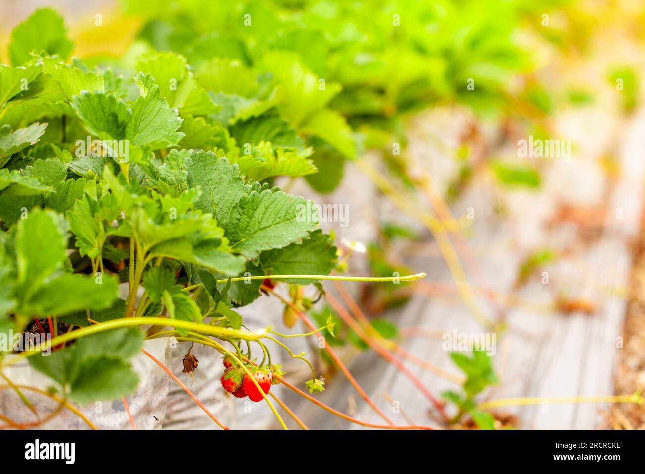Sprouting strawberry seedlings in a nursery for future plantation Stock ...