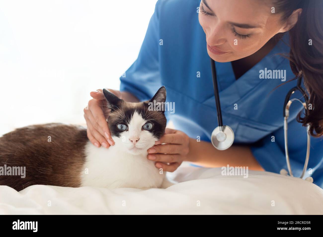 Veterinarian Making Health Diagnostic Of Domestic Cat In Veterinary ...