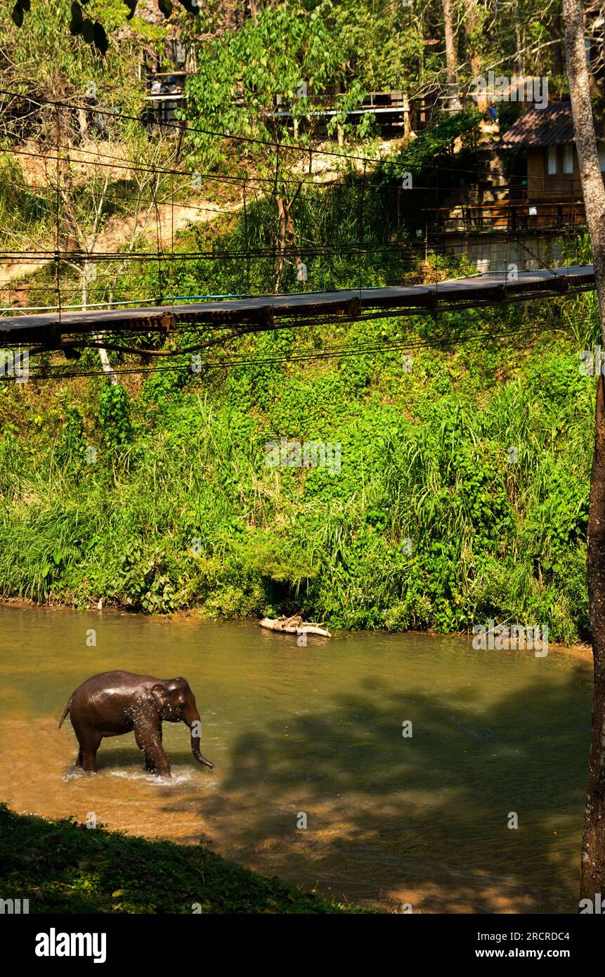 baby elephant enjoying the water stream under a suspended wood bridge ...