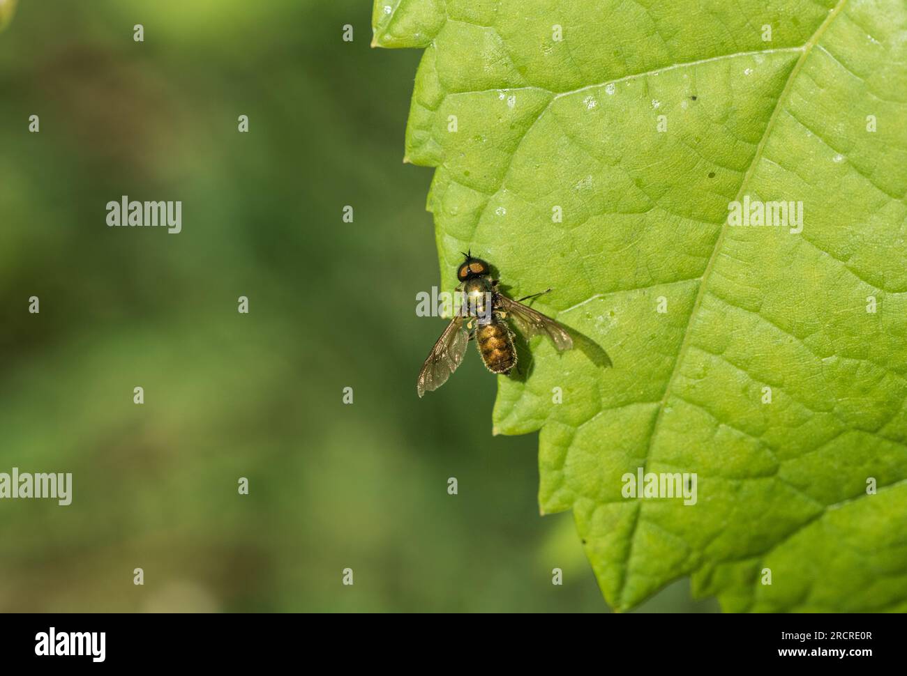 Resting Broad Centurion/ Green Soldier Fly (Chloromyia formosa Stock ...
