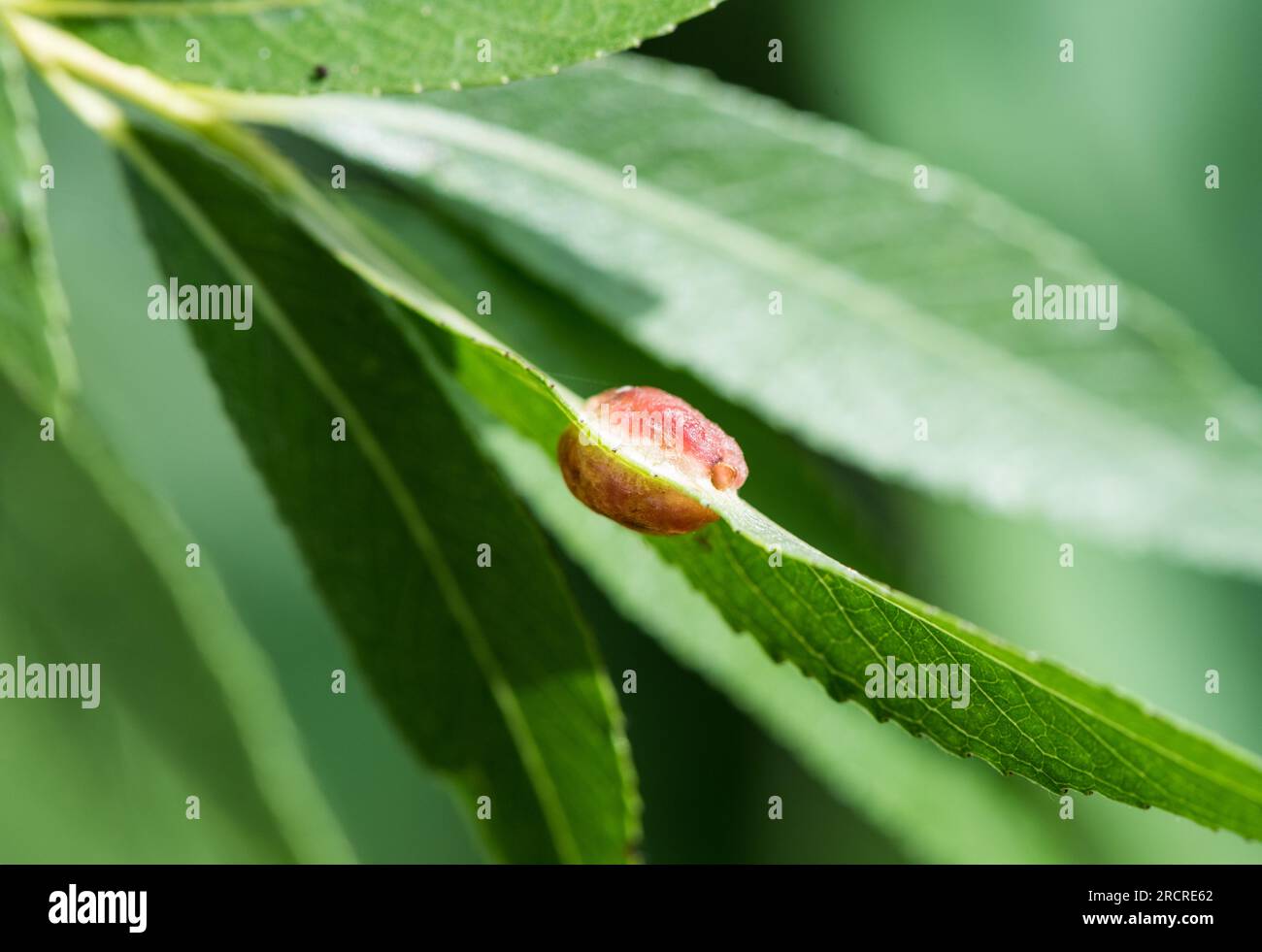 Leaf gall caused by the Willow Gall Sawfly (Pontania proxima Stock ...