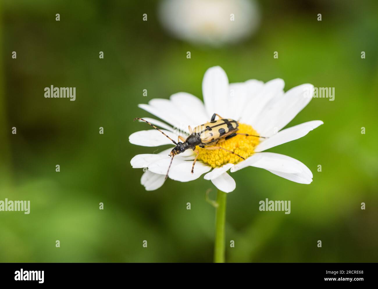 Spotted Longhorn Beetle (Rutpela maculata) on an Ox-eyed Daisy Stock ...