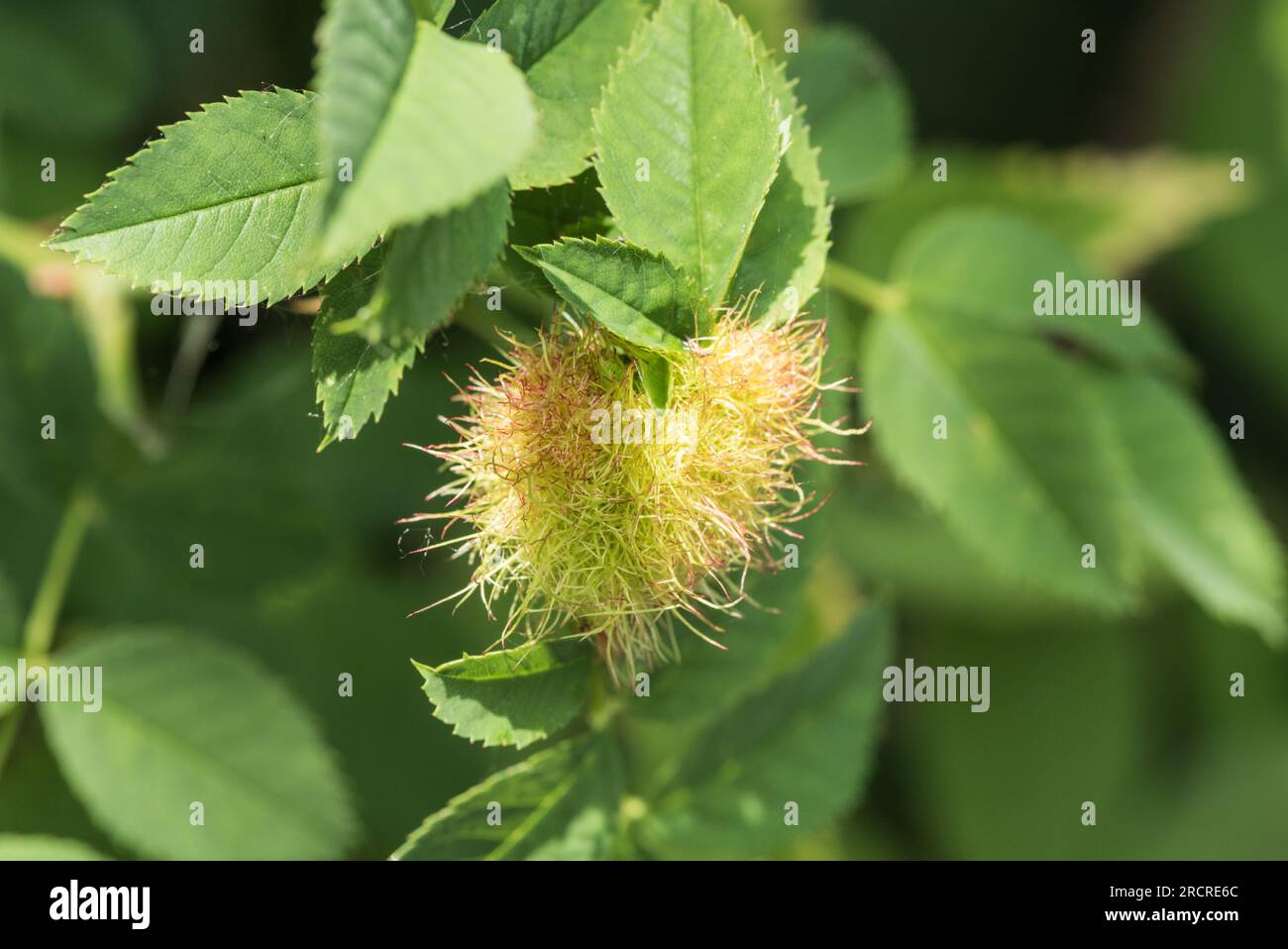 Robins Pincushion/ Bedegaur gall (caused by the gall wasp Diplolepis ...