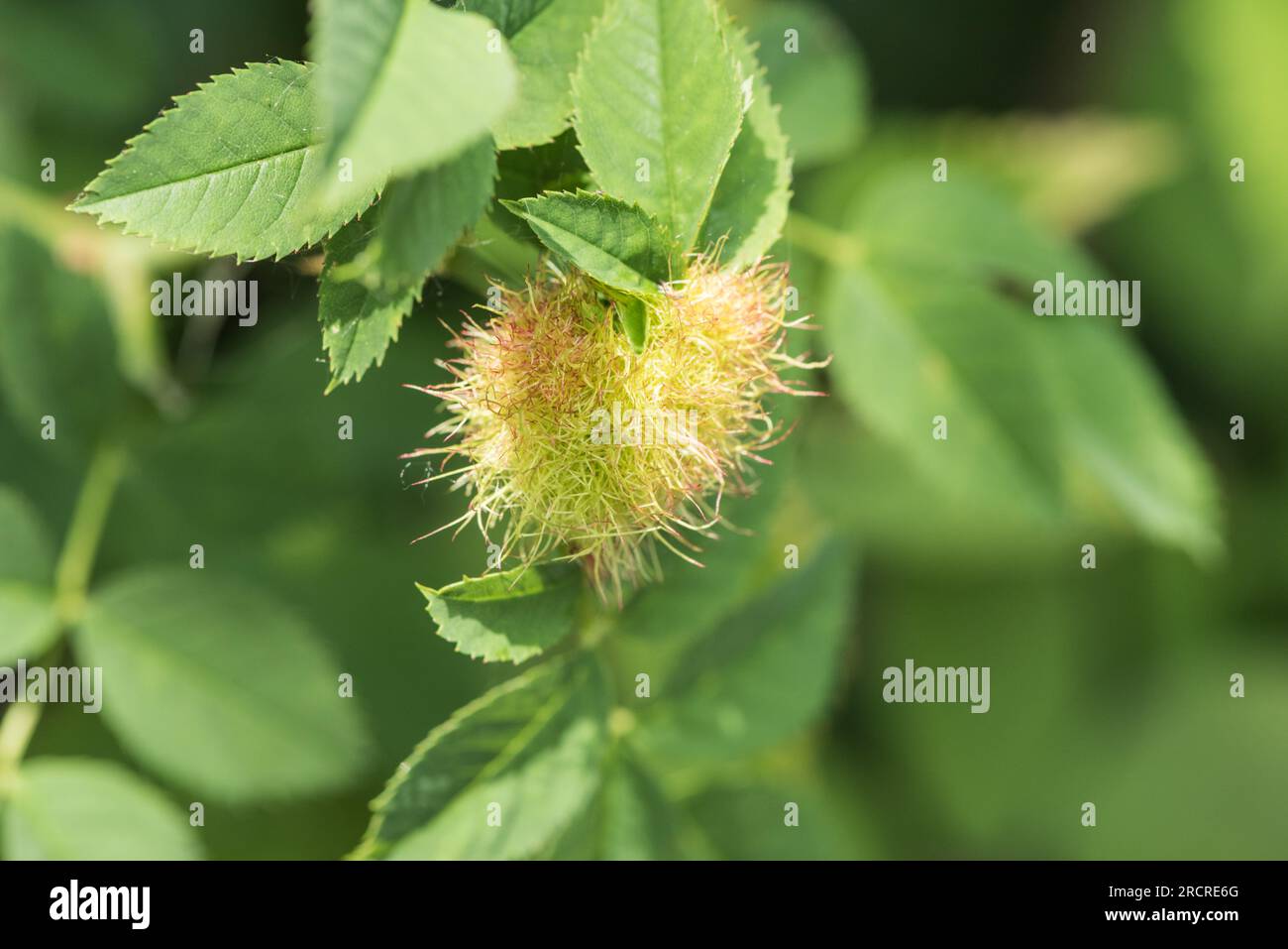 Robins Pincushion/ Bedegaur gall (caused by the gall wasp Diplolepis ...