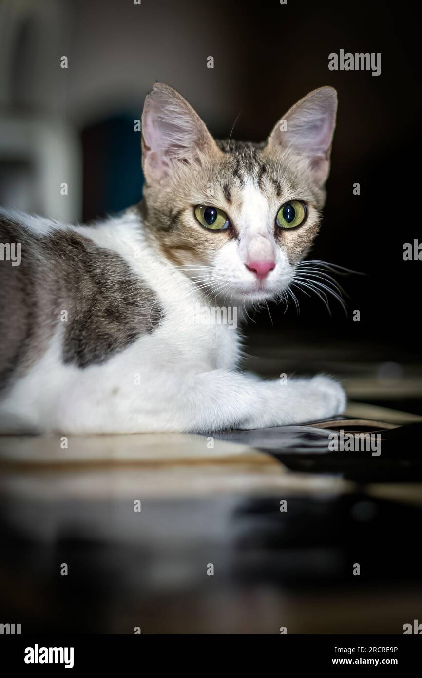 A cat portrait view is a type of photography that captures the face and ...