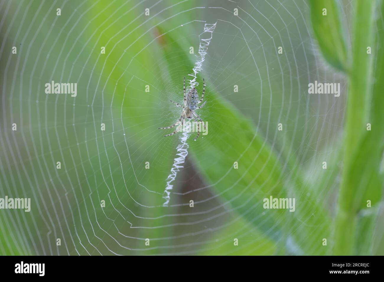 little wasp spider in its net Stock Photo - Alamy