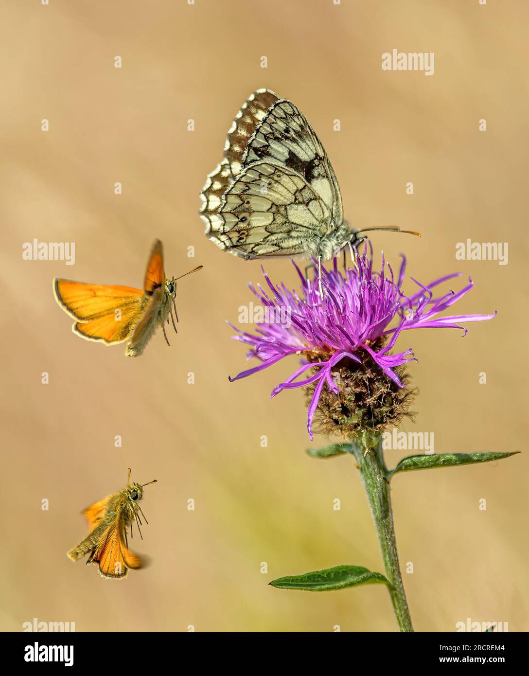 Marbled White and Skippers Stock Photo - Alamy