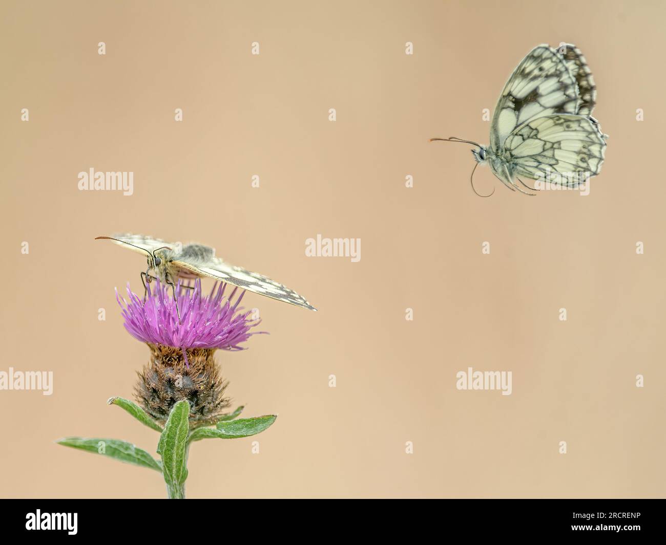 Marble white butterfly hi-res stock photography and images - Alamy