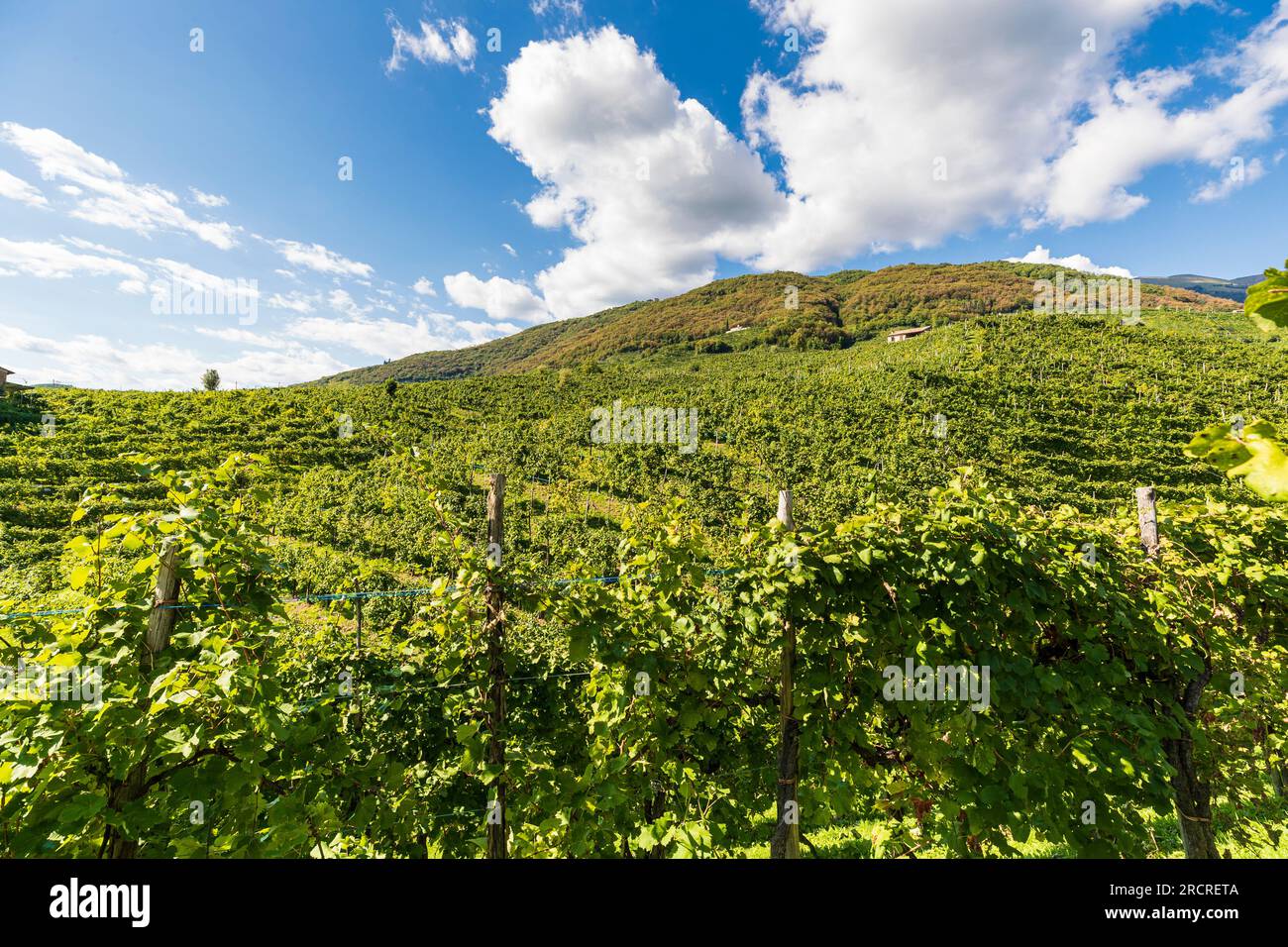 Colline prosecco hi-res stock photography and images - Alamy
