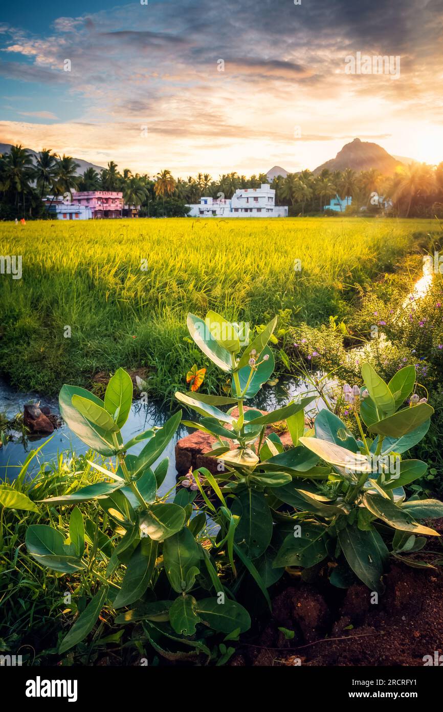 Beautiful landscape growing Paddy rice field with mountain and blue sky ...
