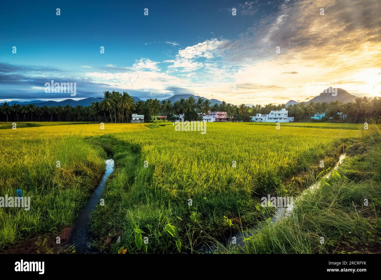 Beautiful landscape growing Paddy rice field with mountain and blue sky ...