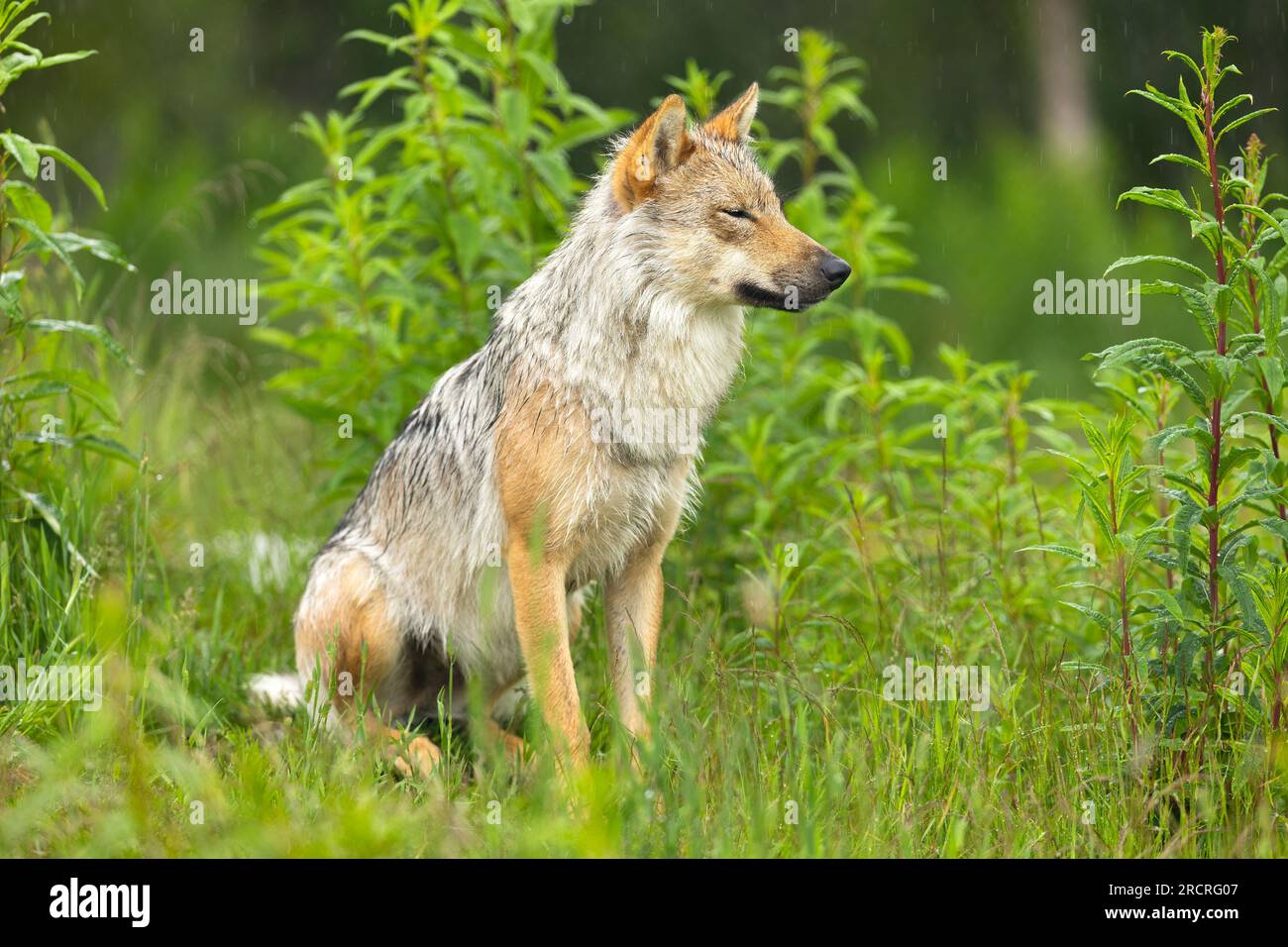Sitting female grey wolf in the green summer forest Stock Photo - Alamy