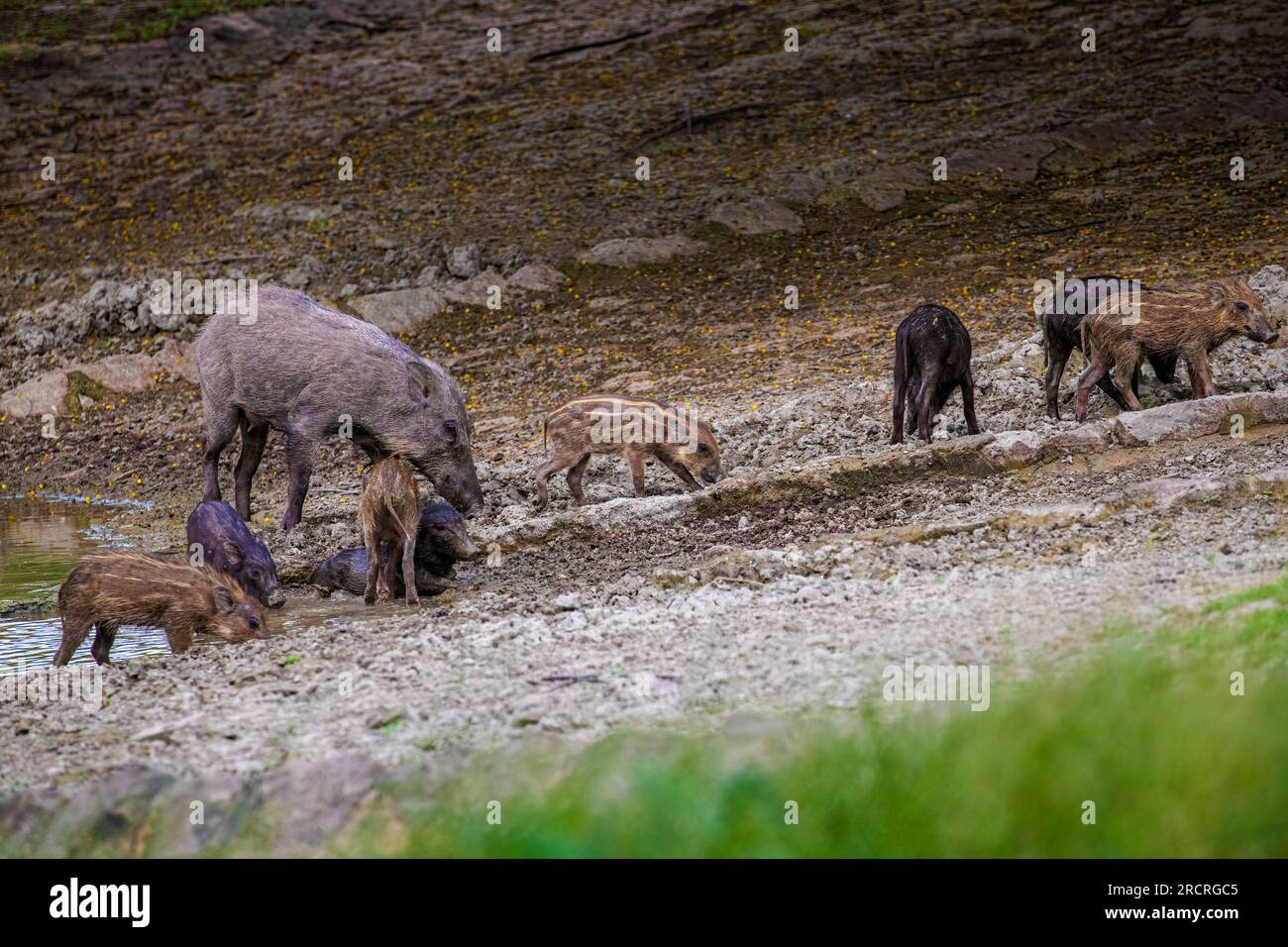 Family going back after drinking water-Wild Boar Stock Photo - Alamy