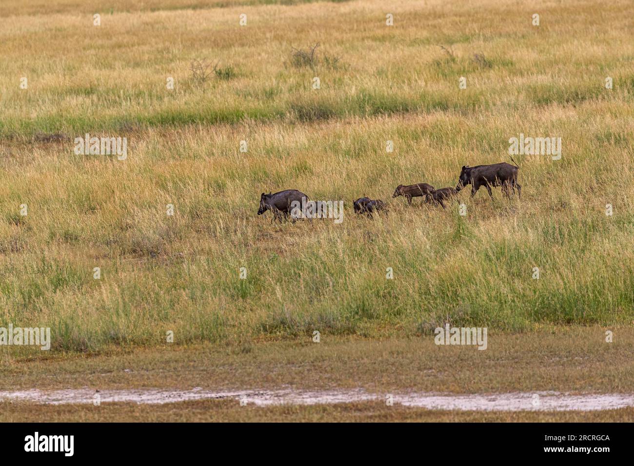 Family of Wild Boar moving in a grass land Stock Photo - Alamy