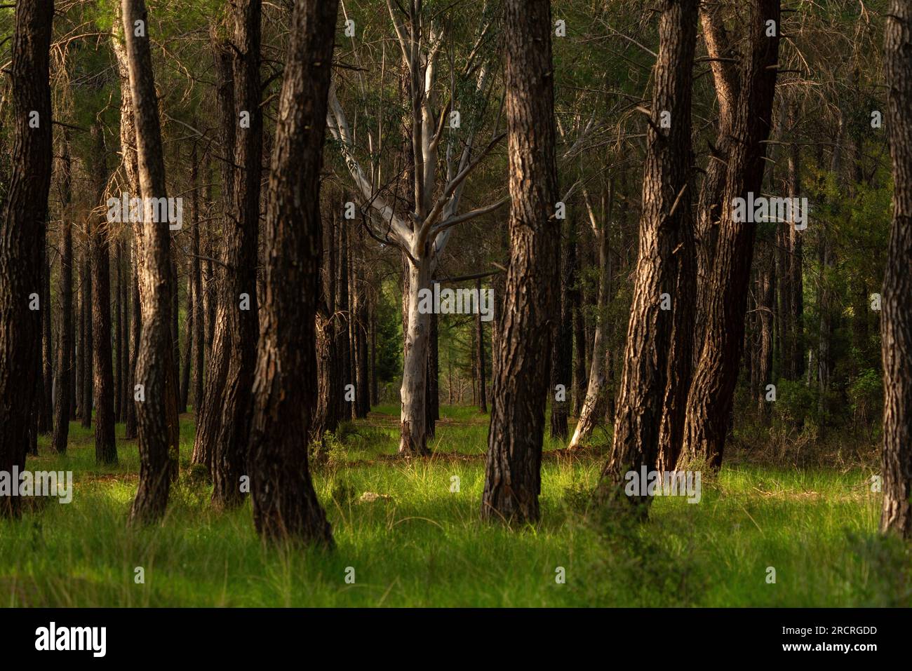 Trees in the forest and a tree with peeled bark in Turkey Stock Photo ...