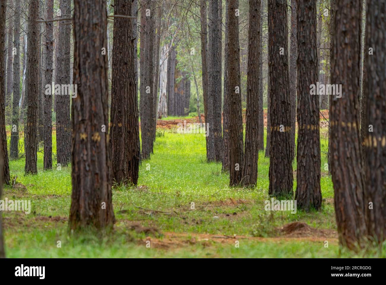 Trees in the forest and a tree with peeled bark in Turkey Stock Photo ...