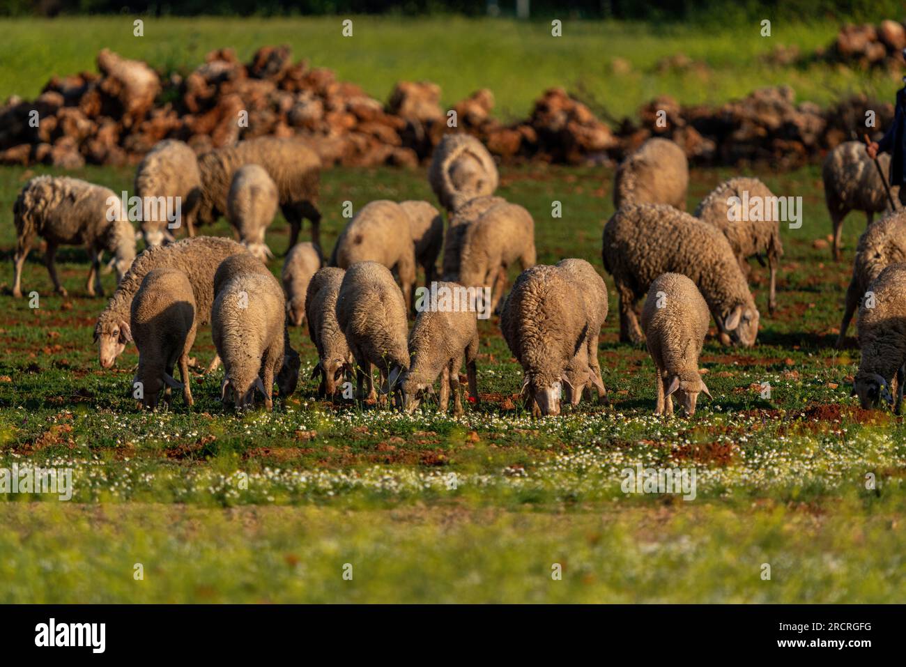 Flock sheep graze in field hi-res stock photography and images - Alamy