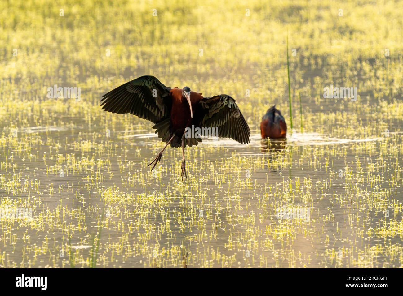 Glossy ibis birds feeding in a wetland Stock Photo - Alamy