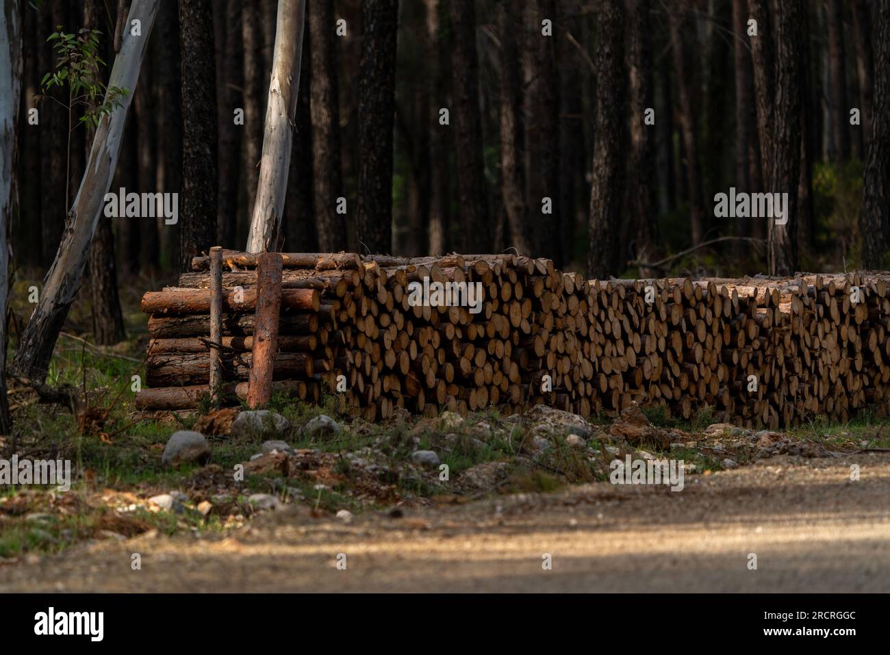 Logging in the forest. Forest thinning in Turkey Stock Photo - Alamy