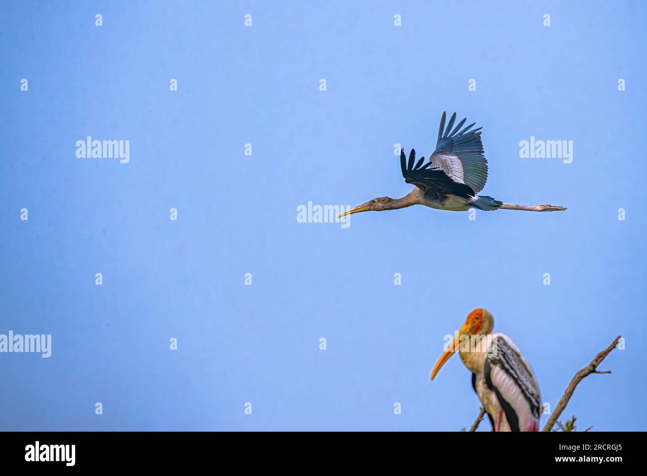 Stork flying over field hi-res stock photography and images - Alamy