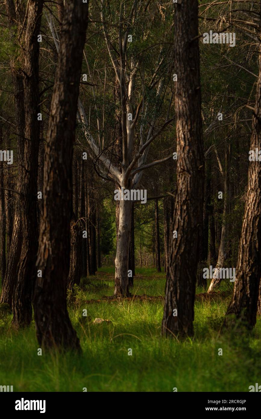 Trees in the forest and a tree with peeled bark in Turkey Stock Photo ...
