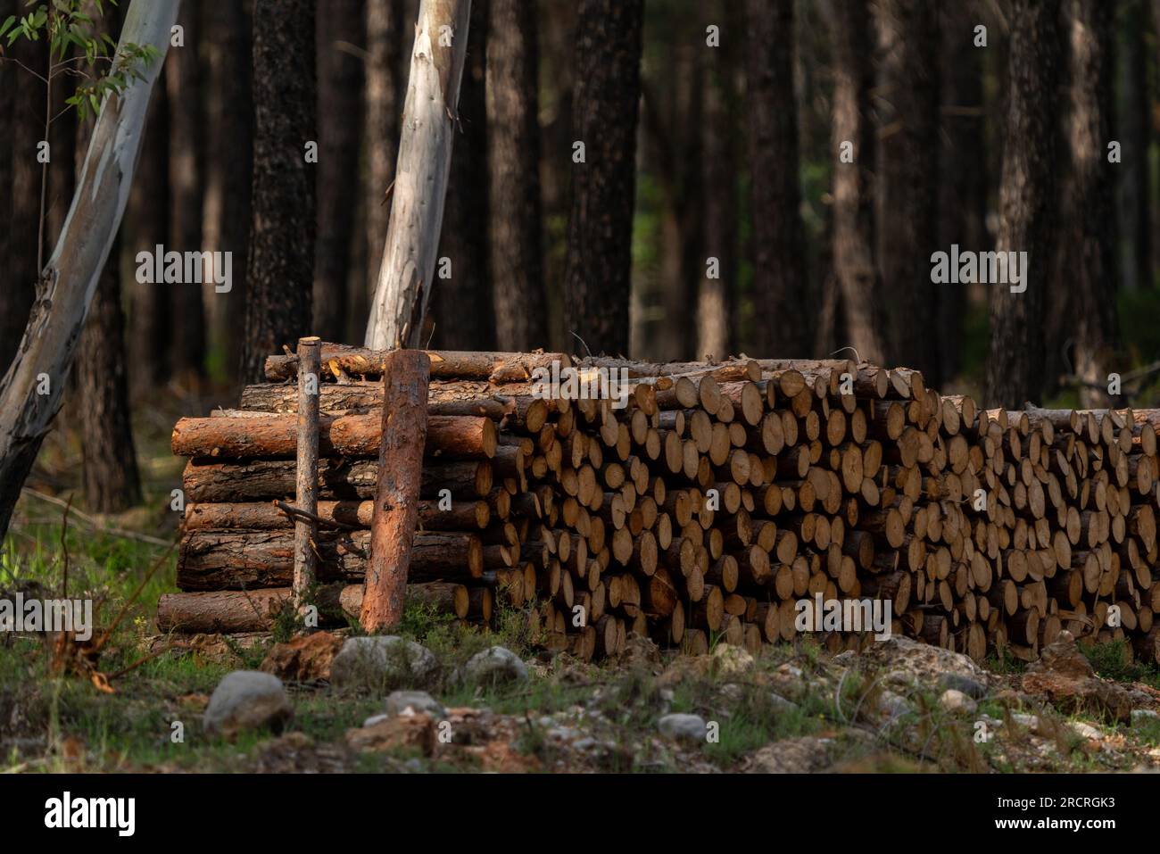 Logging in the forest. Forest thinning Stock Photo - Alamy