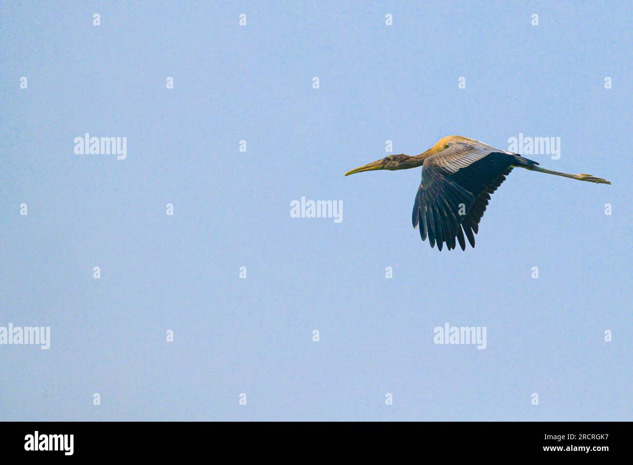 Group painted stork nest hi-res stock photography and images - Alamy