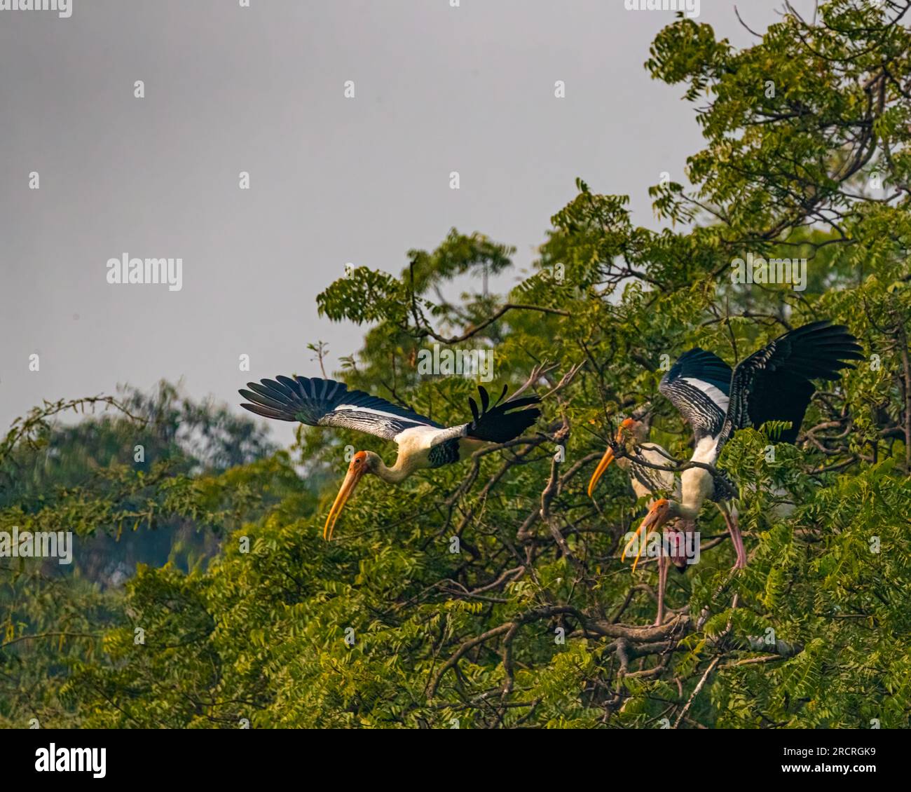 Running stork hi-res stock photography and images - Alamy