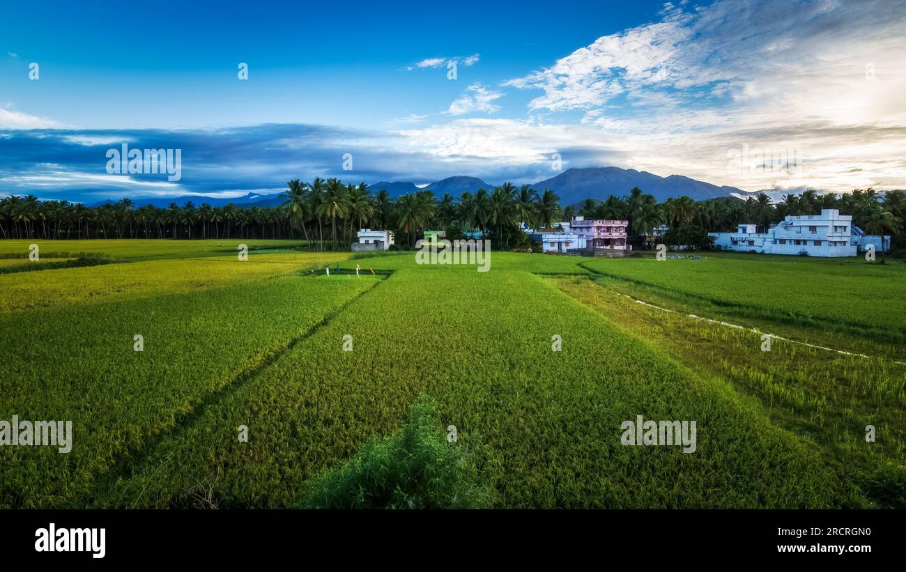 Beautiful landscape growing Paddy rice field with mountain and blue sky ...