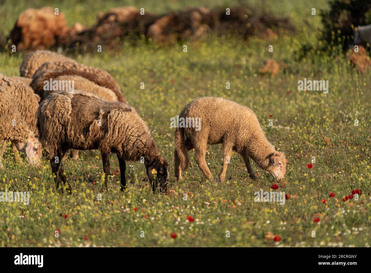 Flock sheep in grazing hi-res stock photography and images - Alamy
