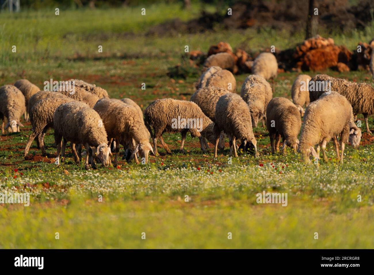 Grazing sheep flock herd hi-res stock photography and images - Alamy