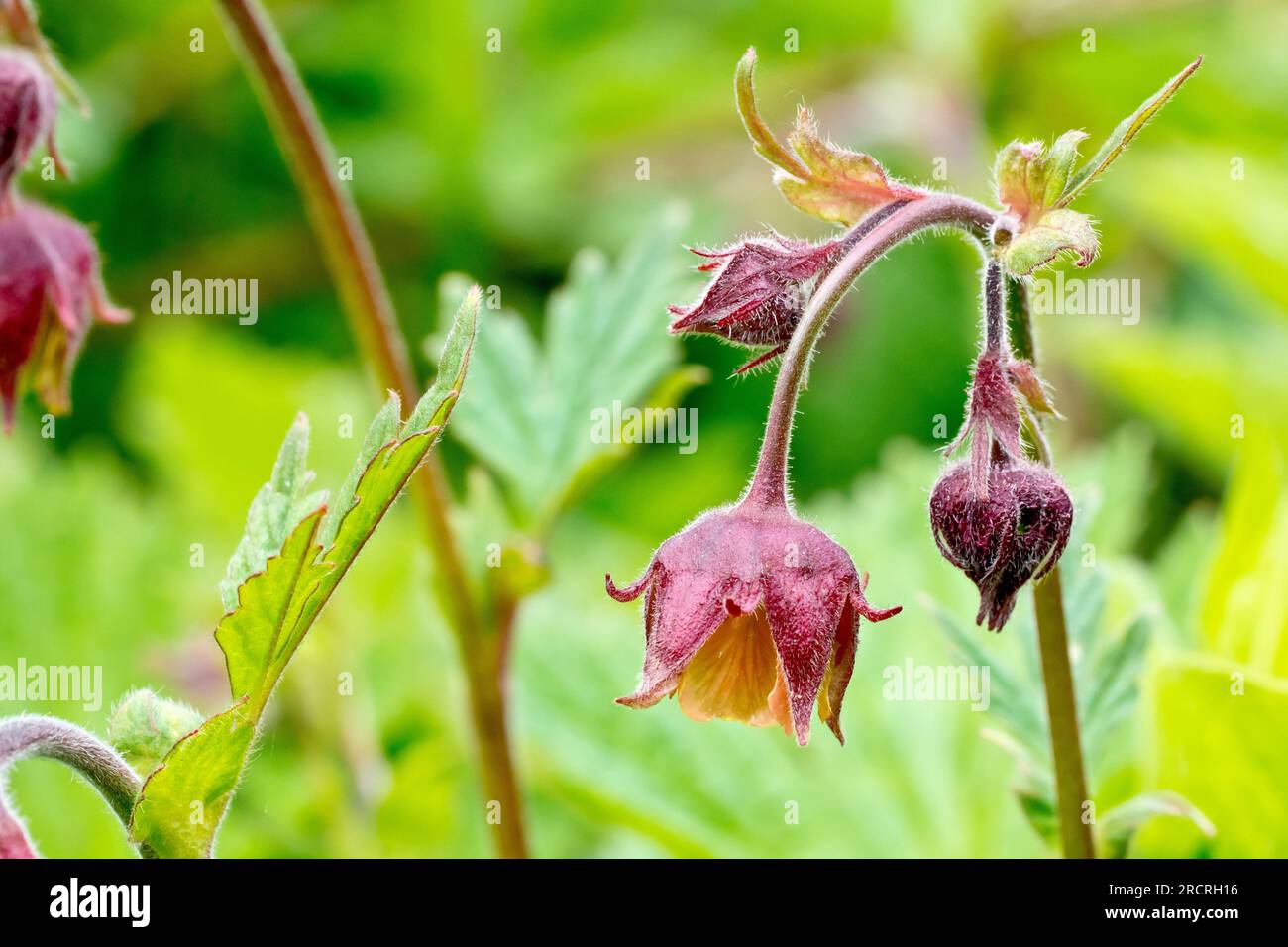Water Avens (geum rivale), close up showing the familiar drooping ...