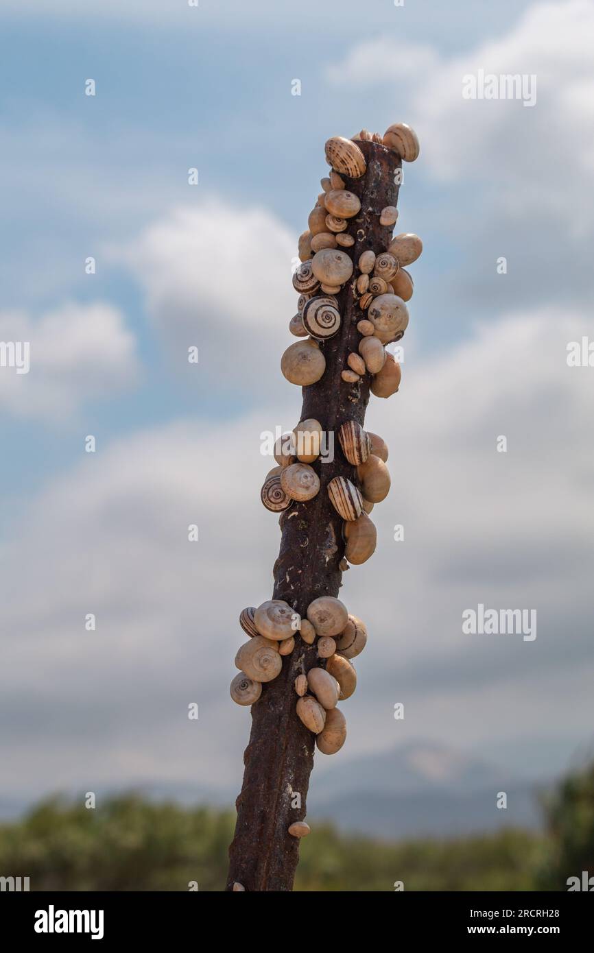 Rout of snails hi-res stock photography and images - Alamy