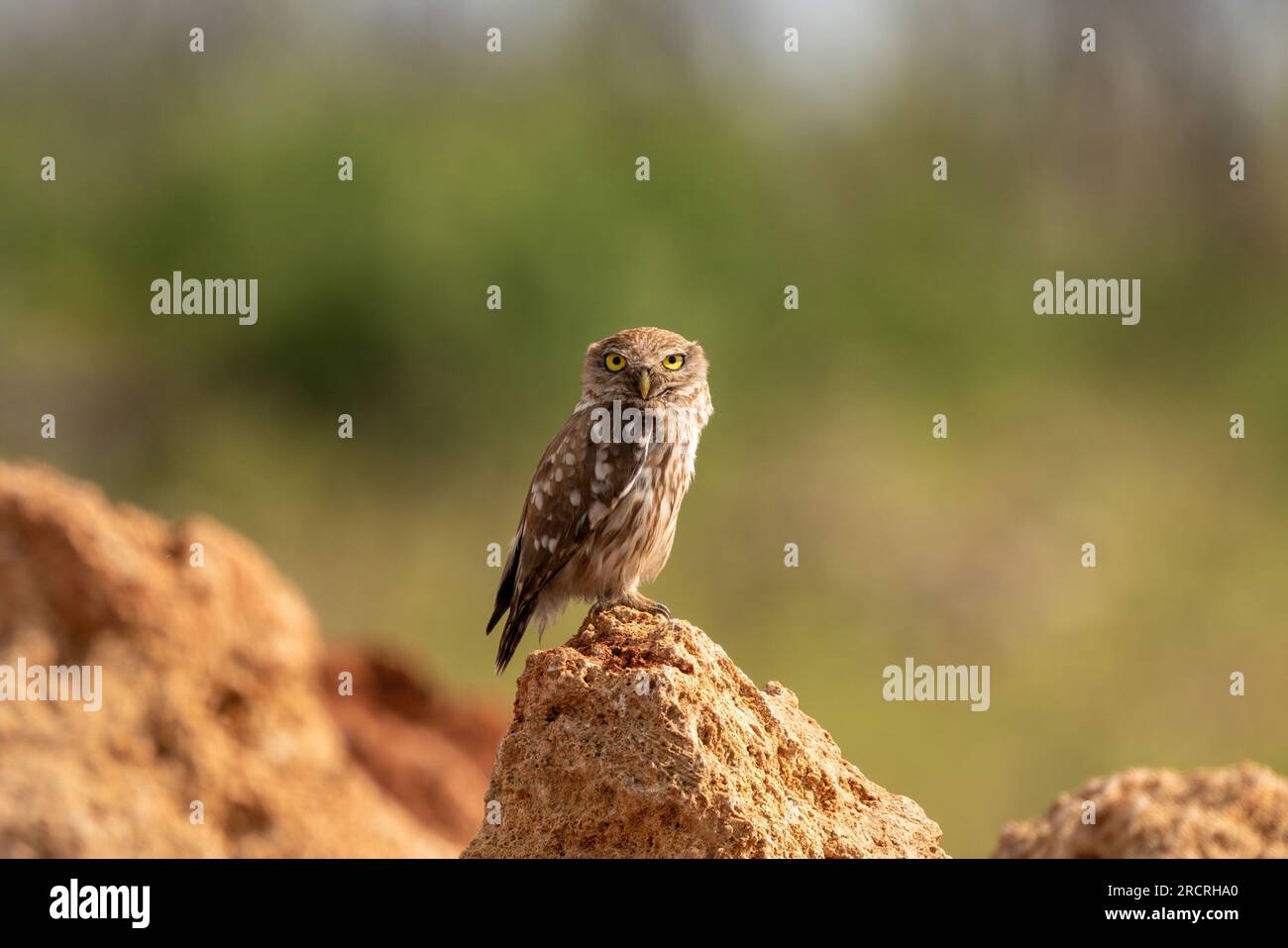 Little owl (Athene noctua) is a small owl species from the owl family ...